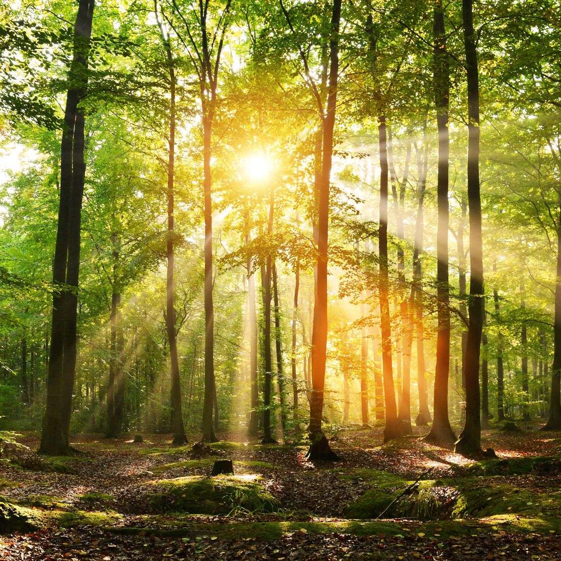 Stiftungsfamilie - Waldbaden – Eintauchen, Aufatmen, zur Ruhe kommen